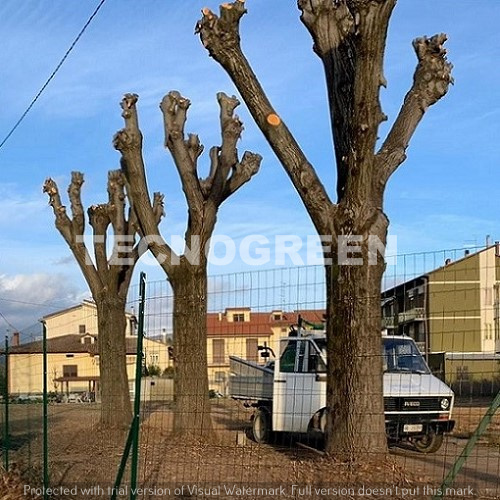 PONSACCO TAGLIO ABBATTIMENTO POTATURA PIANTE ALBERI PINI CIPRESSI PONSACCO TAGLIO ABBATTIMENTO POTATURA PIANTE ALBERI PINI CIPRESSI